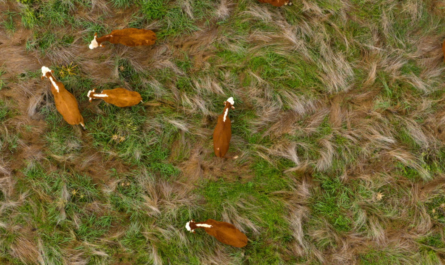 What is Rotational Grazing? - Carbon: Measured and Certified